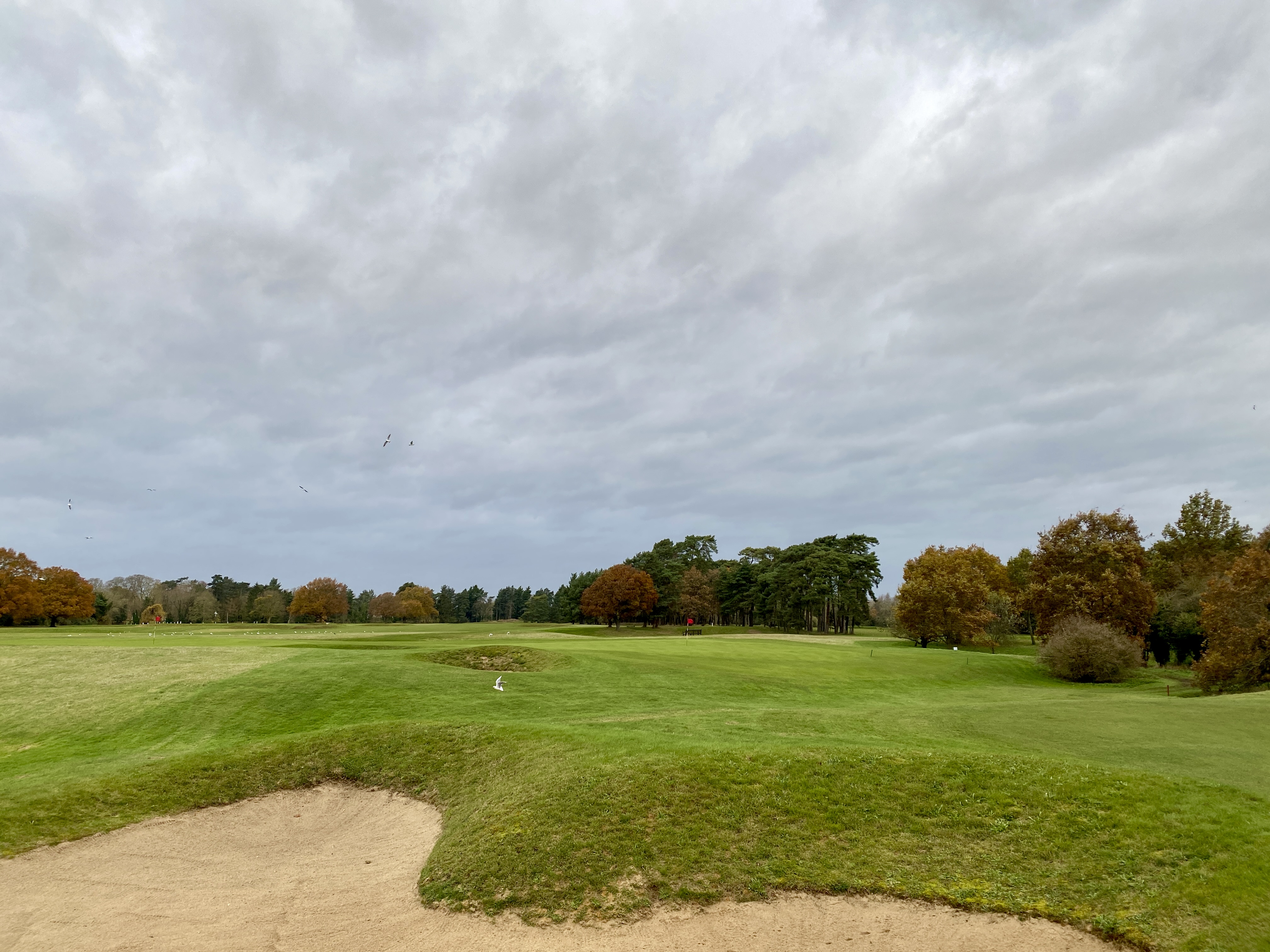Royal Worlington & Newmarket Golf Club Review by Alex Dawson | Top 100 ...